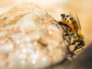 Unveiling the Buzzing Peril: The Dangers of Africanized Honey Bees in ...